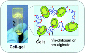 Reversible gelation of cells using self-assembling hydrophobically ...