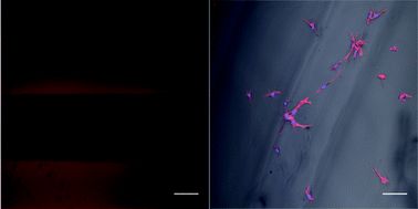 A peptide functionalized poly(ethylene glycol) (PEG) hydrogel for ...