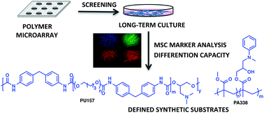 A high-throughput polymer microarray approach for identifying defined ...