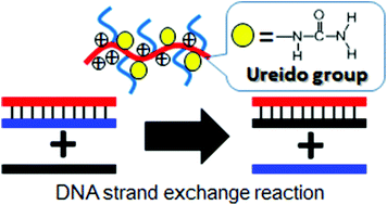 DNA strand exchange reaction activated by cationic comb-type copolymers ...