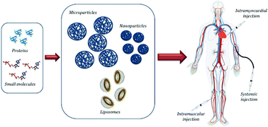 Micro- and nanoparticles for treating cardiovascular disease ...