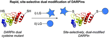 A rapid, site-selective and efficient route to the dual modification of ...