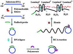 Sensitive detection of polynucleotide kinase using rolling circle ...