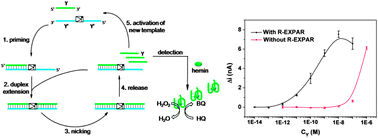 Reporter-triggered isothermal exponential amplification strategy in ...