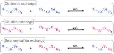 Dynamic combinatorial chemistry with diselenides and disulfides in ...
