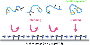 Amino group binding peptide aptamers with double disulphide-bridged ...