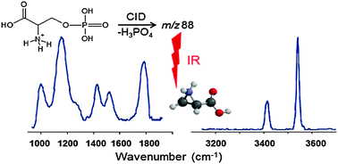 Kinetic control in the CID-induced elimination of H3PO4 from ...