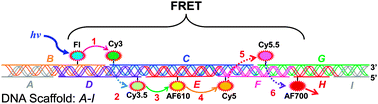 Extending FRET cascades on linear DNA photonic wires - Chemical ...