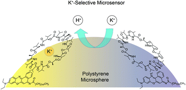 Potassium-selective optical microsensors based on surface modified ...