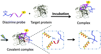 A diazirine-based photoaffinity probe for facile and efficient aptamer ...