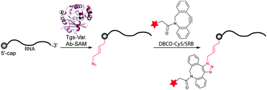 Bioorthogonal site-specific labeling of the 5′-cap structure in ...