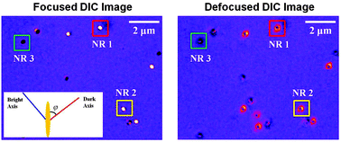 Defocused differential interference contrast microscopy imaging of ...