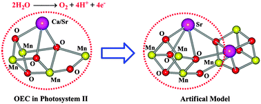 A synthetic model for the oxygen-evolving complex in Sr2+-containing ...