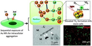 Aggregated Gold Nanoparticle Conjugates For Multimodal, 56% OFF