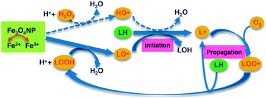 Membrane lipid peroxidation by the peroxidase-like activity of ...