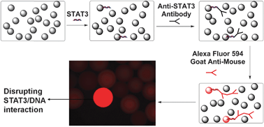Identification of novel inhibitors that disrupt STAT3–DNA interaction ...