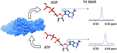 Monitoring ATP hydrolysis and ATPase inhibitor screening using 1H NMR ...