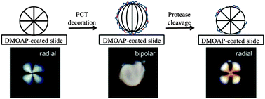 Oligopeptide-decorated liquid crystal droplets for detecting proteases ...