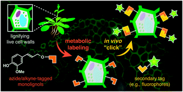 A click chemistry strategy for visualization of plant cell wall ...