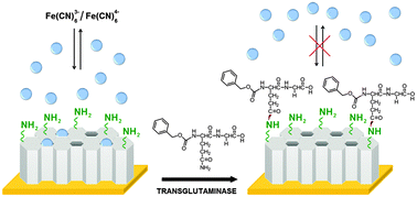 Nanochannel-based electrochemical assay for transglutaminase activity ...