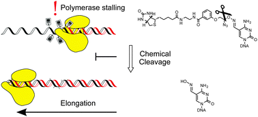 Chemical biology of genomic DNA: minimizing PCR bias - Chemical ...