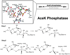 The phosphatase mechanism of bifunctional kinase/phosphatase AceK ...