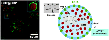 Spatial co-localization of multi-enzymes by inorganic nanocrystal ...