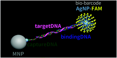 A dual amplification strategy for DNA detection combining bio-barcode ...
