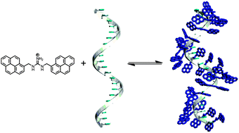 Probing the importance of π-stacking interactions in DNA-templated self ...