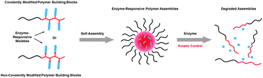 Enzyme-responsive polymer assemblies constructed through covalent synthesis and supramolecular ...