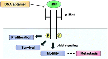 A DNA aptamer to c-Met inhibits cancer cell migration - Chemical ...