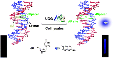 A label-free and sensitive fluorescent method for the detection of ...