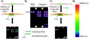 Detection of multiple mutations in a single codon of genomic DNA ...