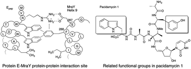Mechanism of action of the uridyl peptide antibiotics: an unexpected ...