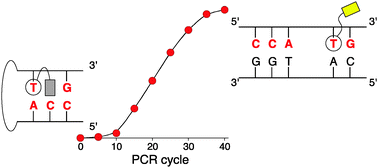 Cytosine-bulge-dependent fluorescence quenching for the real-time ...