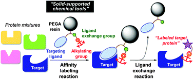 A solid-phase affinity labeling method for target-selective isolation ...
