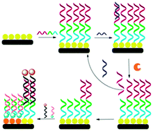 A highly sensitive ratiometric electrochemiluminescent biosensor for ...