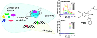 Identification of a selective G-quadruplex DNA binder using a multistep ...