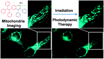 A dual functional AEE fluorogen as a mitochondrial-specific bioprobe ...