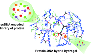 Programmable protein–DNA hybrid hydrogels for the immobilization and ...