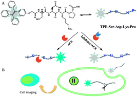 A novel aggregation-induced emission based fluorescent probe for an ...