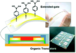 An extended-gate type organic field effect transistor functionalised by ...