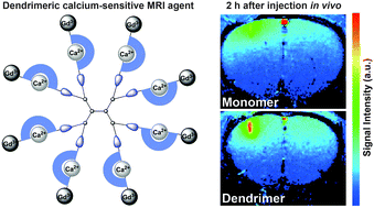 Dendrimeric calcium-responsive MRI contrast agents with slow in vivo ...