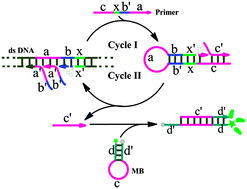 Single primer-triggered isothermal amplification for double-stranded ...