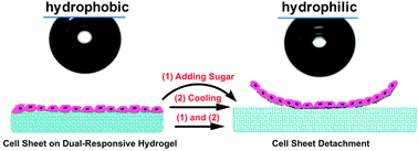 Saccharides and temperature dual-responsive hydrogel layers for ...