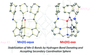 Exploring Mn–O bonding in the context of an electronically flexible ...