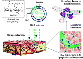Enhanced transdermal lymphatic drug delivery of hyaluronic acid ...