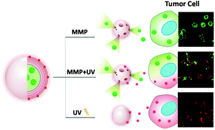 Dual stimuli-responsive multi-drug delivery system for the individually ...