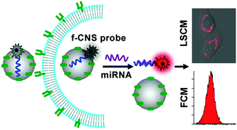 In situ quantitation of intracellular microRNA in the whole cell cycle ...