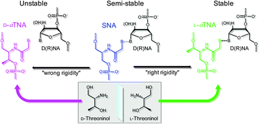 Acyclic l-threoninol nucleic acid (l-aTNA) with suitable structural ...